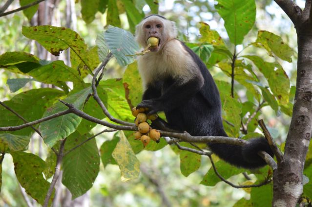 Why Do Animals Drink Alcohol? | Psychology Today
