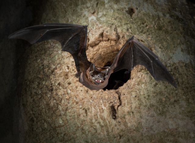 What Is It Like to Be a Bat From Their Point of View? | Psychology Today