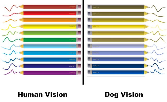 dog colour scale