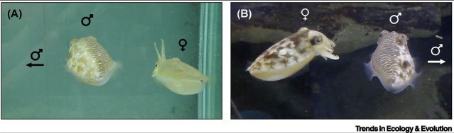 Do Octopuses Mean to Deceive? | Psychology Today