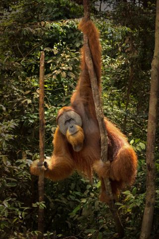 Just Like Us: A Visual Memoir of Our Great Ape Relatives | Psychology Today