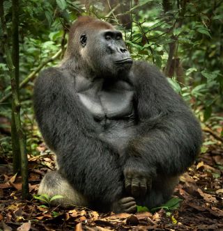 Just Like Us: A Visual Memoir of Our Great Ape Relatives | Psychology Today