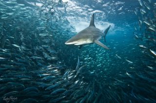 What It's Like to Be a Shark: Dispelling Gory Myths | Psychology Today