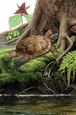 Endangered Turtles Offer Hope In an Era of Despair | Psychology Today