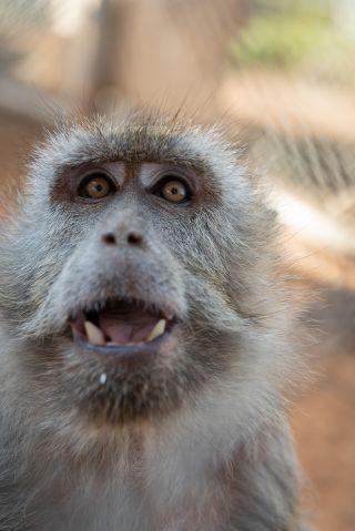The Challenging Lives of Monkeys Rescued from the Pet Trade ...