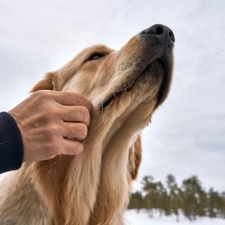 What to Consider Before Getting a Dog | Psychology Today