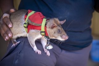 African Rats Detect Scent and Combat Wildlife Trafficking | Psychology ...