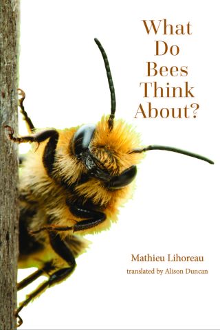 What Do Bees Think and Feel When They Buzz, Fly, and Dance ...