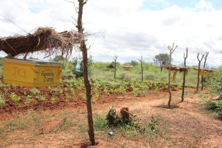 Beehive Fences Benefit People and Elephants | Psychology Today Singapore