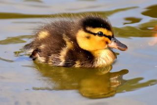 On Being the Family’s “Ugly Duckling” | Psychology Today