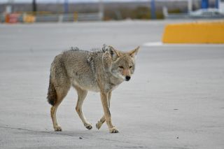 coyote agree