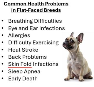 selective breeding dogs problems