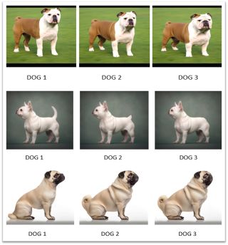 Why Do Dog Breeds With Genetic Problems Become Popular? | Psychology Today