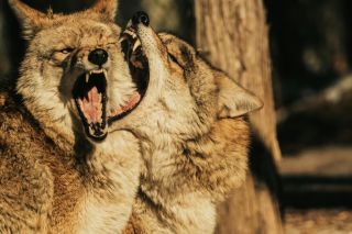 wolves fighting for alpha