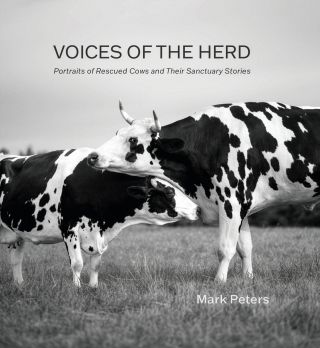 The Social and Emotional Lives of Cows From the Outside In | Psychology ...