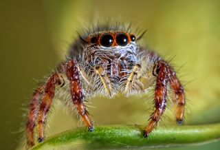 jumping spiders smart