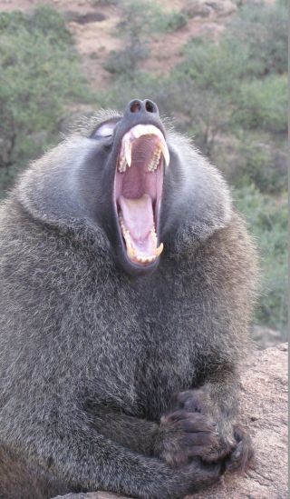 are baboons aggressive