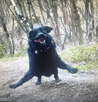 Demystifying Dogs' Emotions: A Fun-Filled Illustrated Guide ...