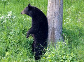 How Living With Black Bears Transformed a Woman's Life | Psychology ...