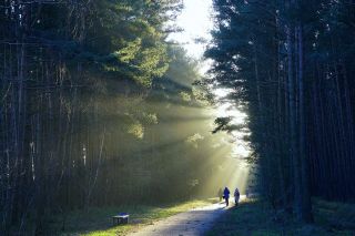 Forest Bathing for Fast Walkers | Psychology Today