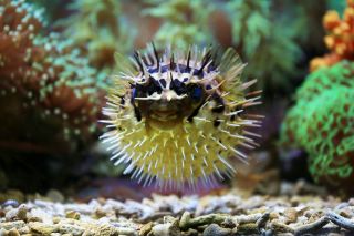 How ‘Puffer-Fishing’ Is a Big Dating Risk | Psychology Today Australia