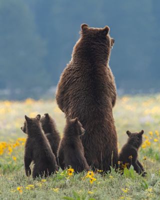 Minding Animals Enhances Emotional Intelligence and Empathy ...