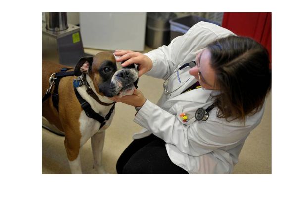 Animal Behavior | Psychology Today