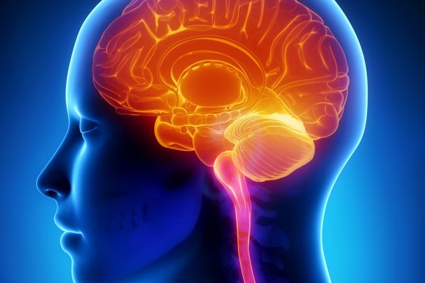 Executive Function | Psychology Today Canada