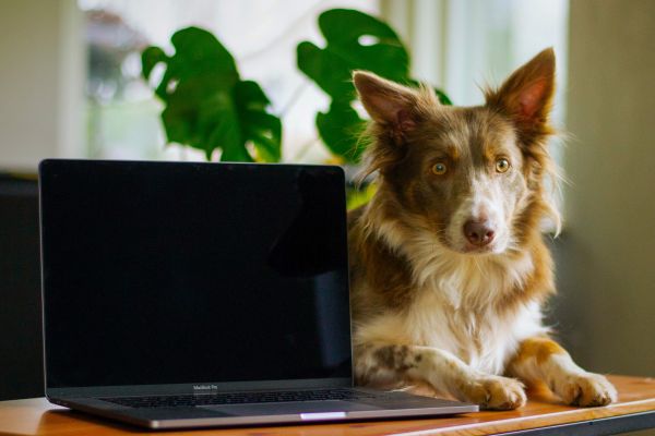 Traci Stein Ph.D., MPH | Psychology Today