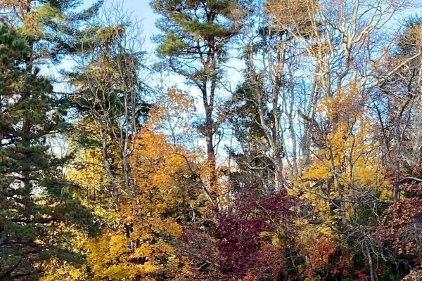 Armin Zadeh, MD, Ph.D. | Psychology Today South Africa