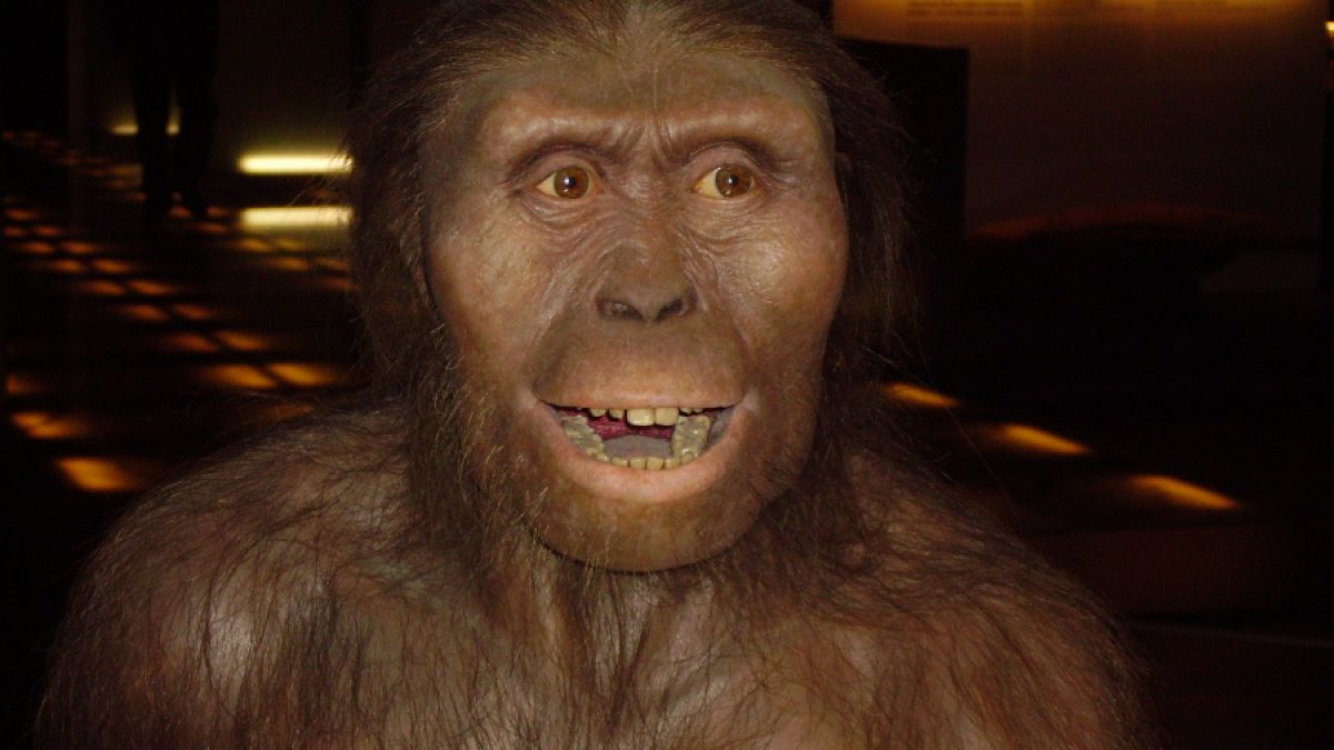 did australopithecus eat meat