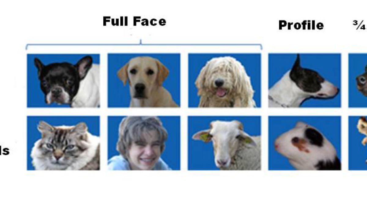 do animals recognize faces