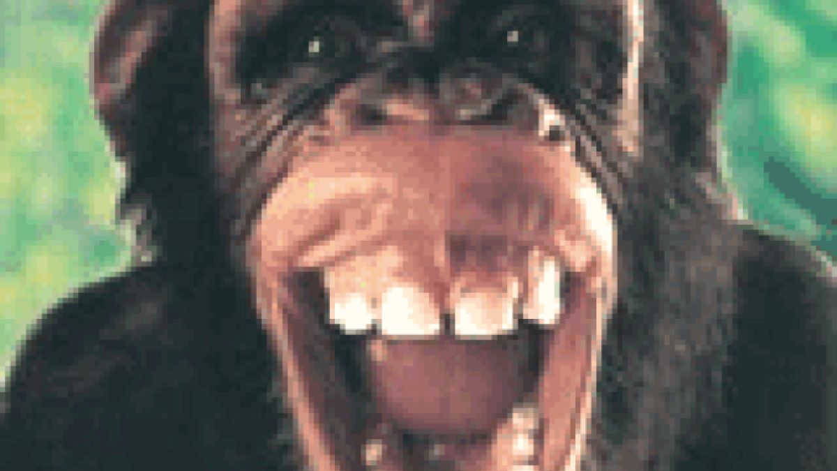 laughing monkey