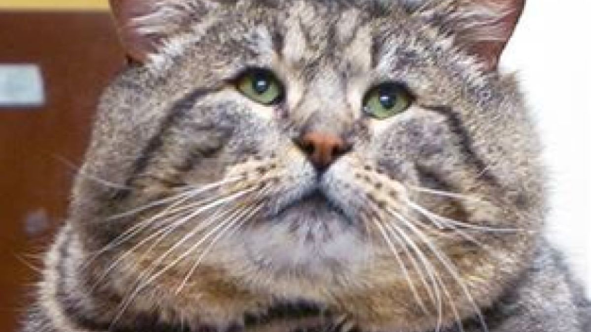 Morbidly Obese Cat