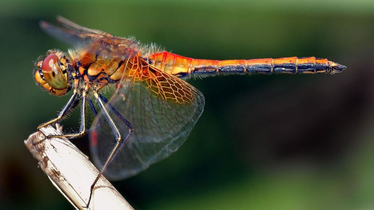 super dragon dragonfly