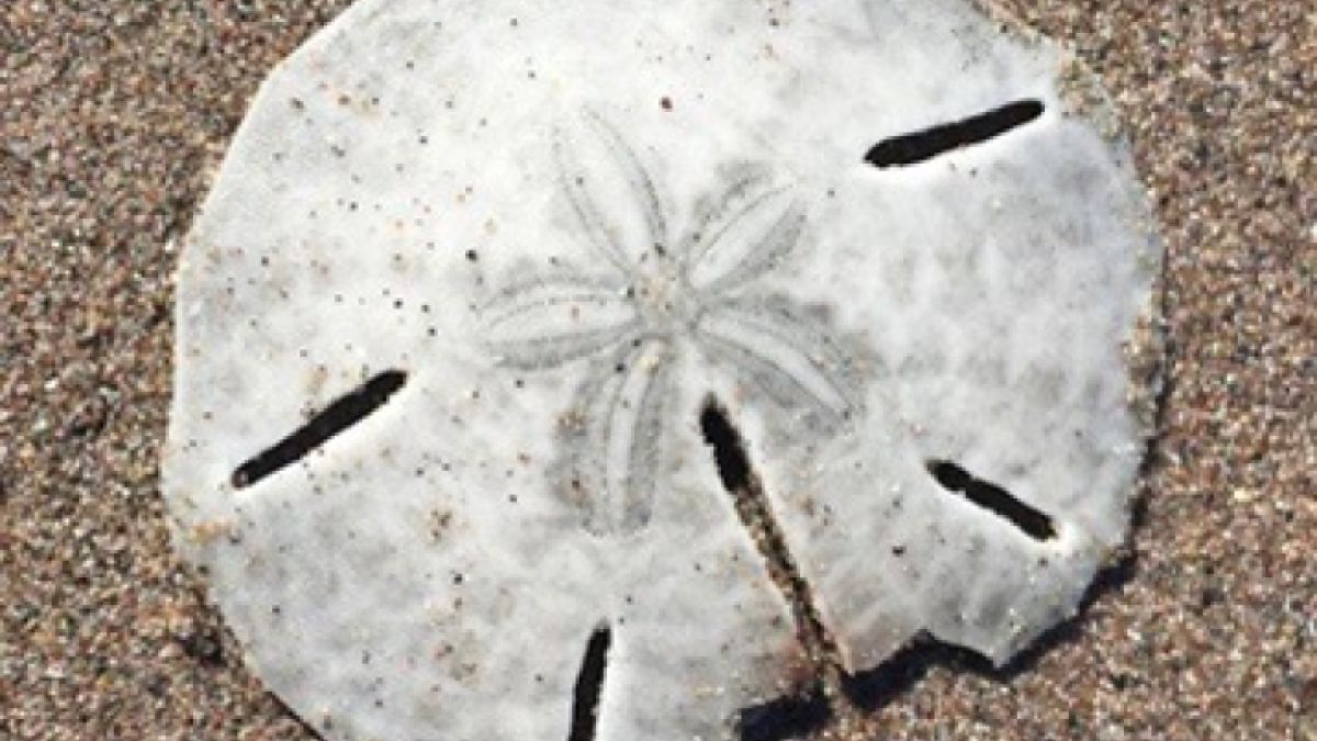 broken sand dollar