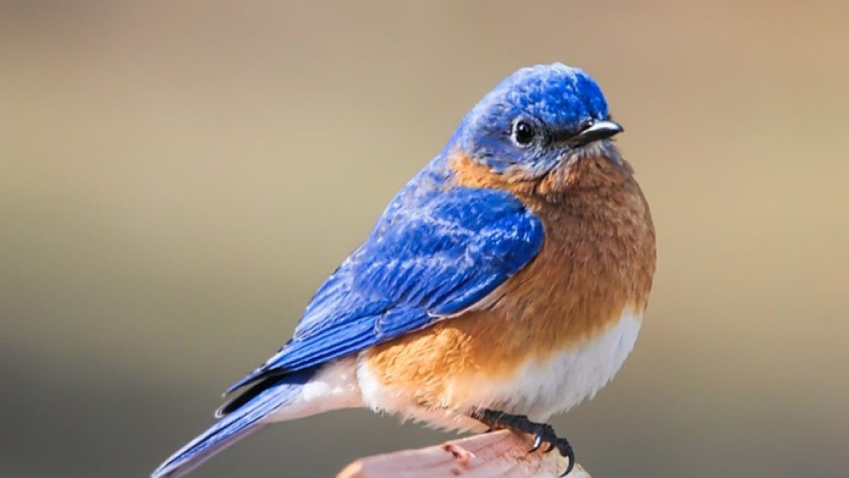 seeing an eastern bluebird