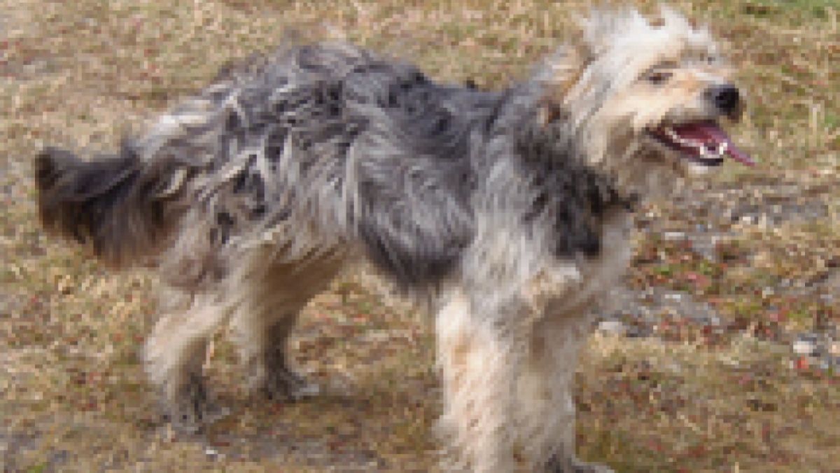 border collie wolf dna