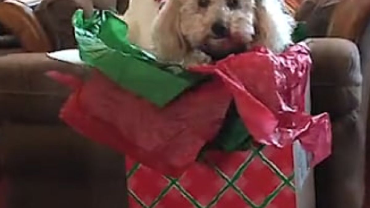 surprised dog present