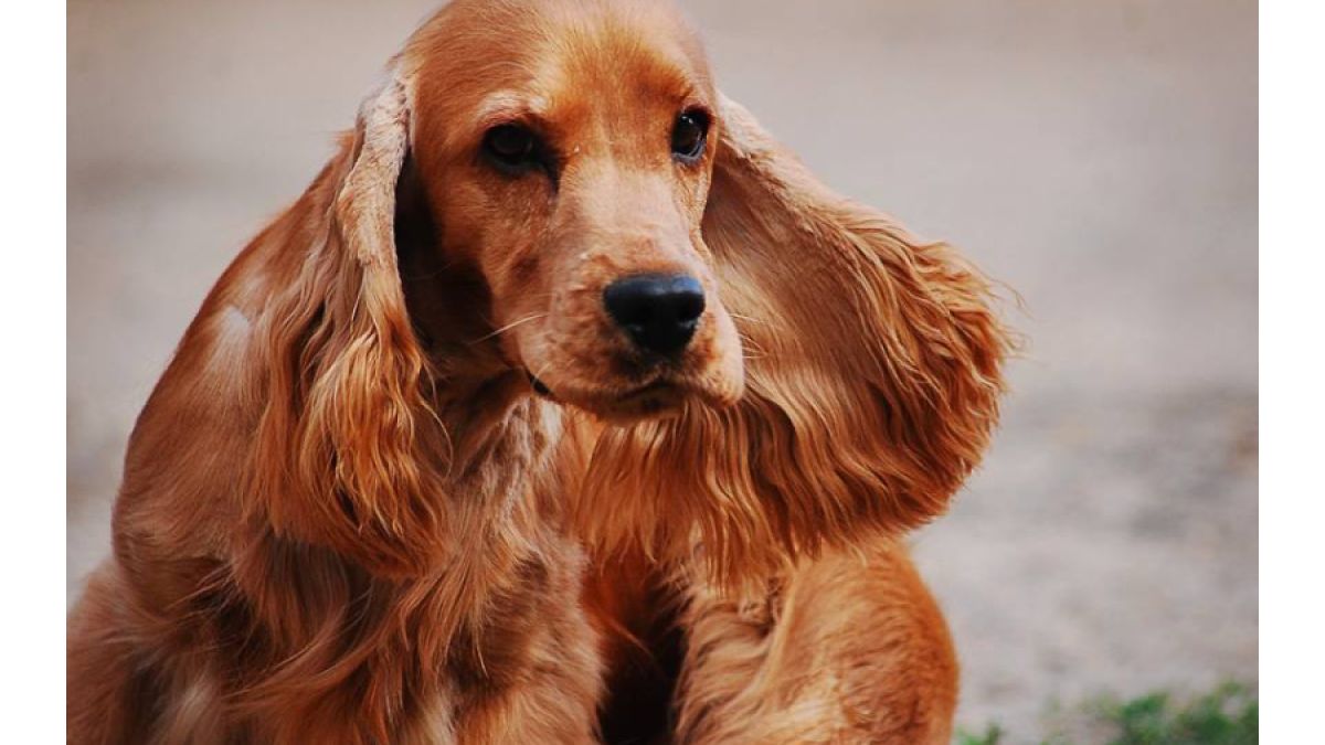 floppy eared spaniel