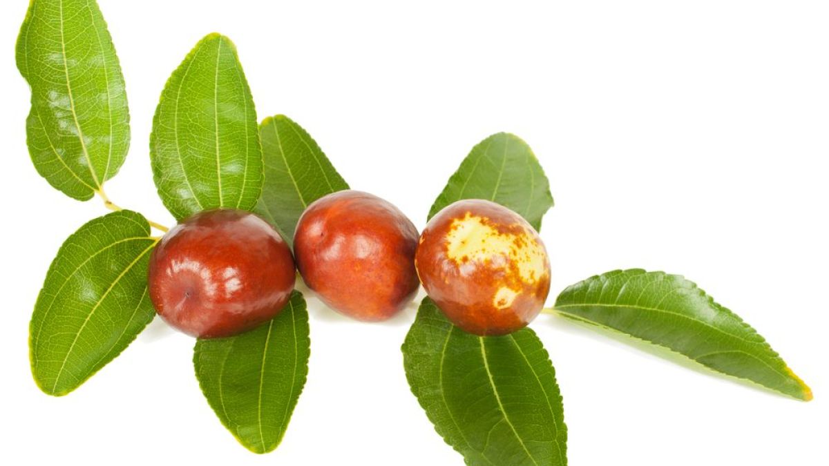 jujube fruit side effects