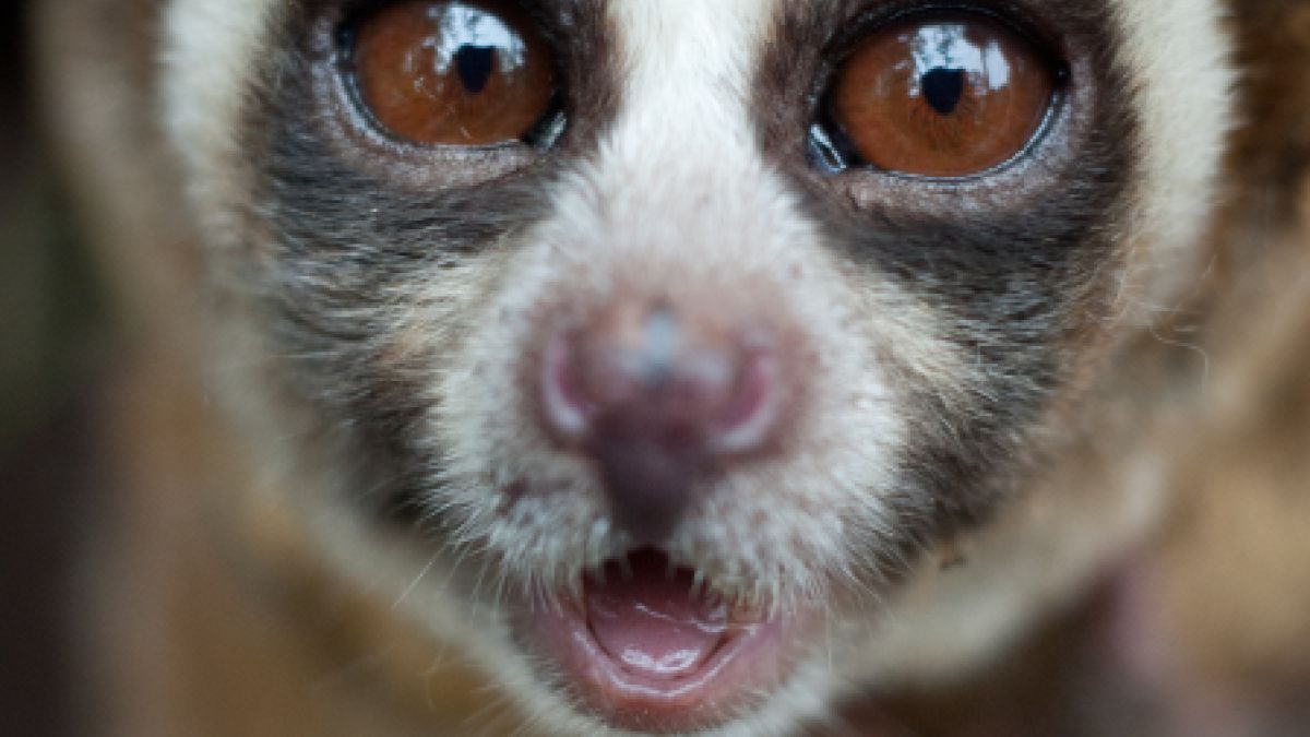 slow loris teeth