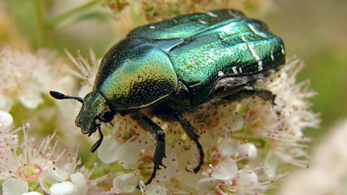 scarab