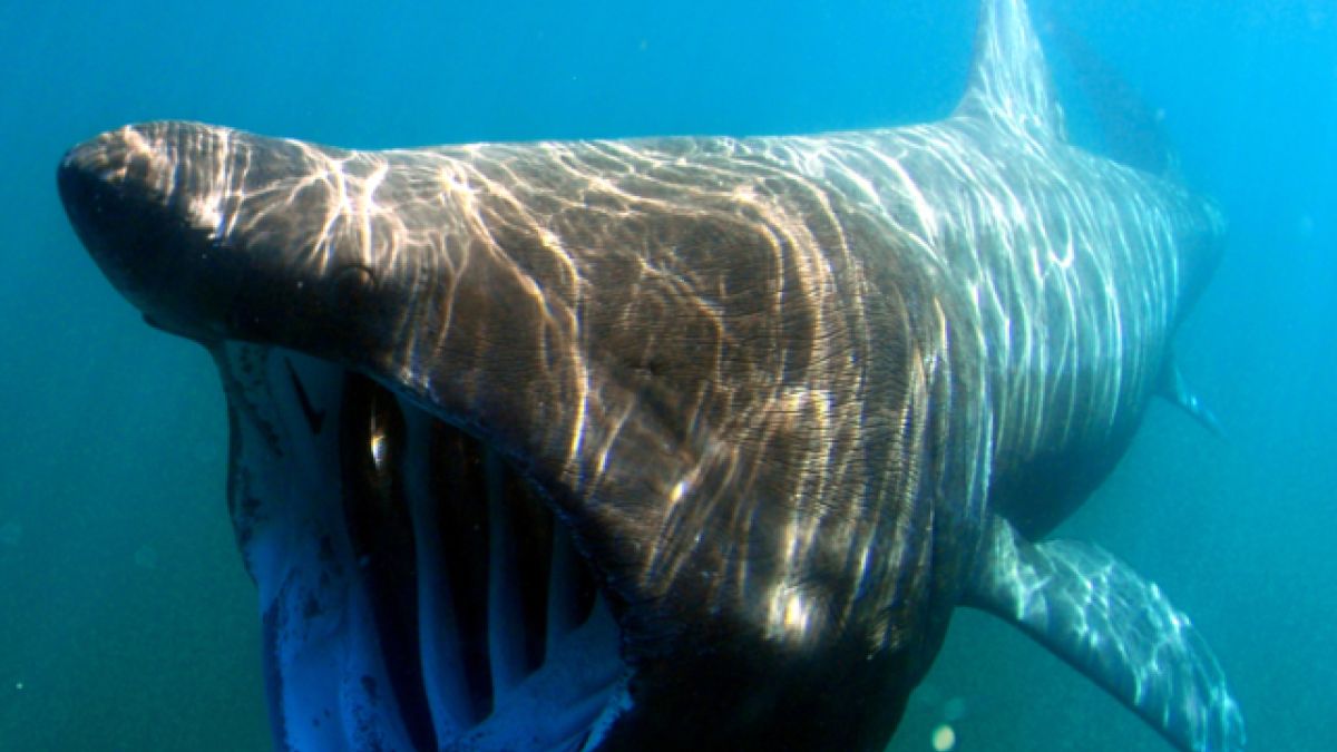 breaching basking sharks
