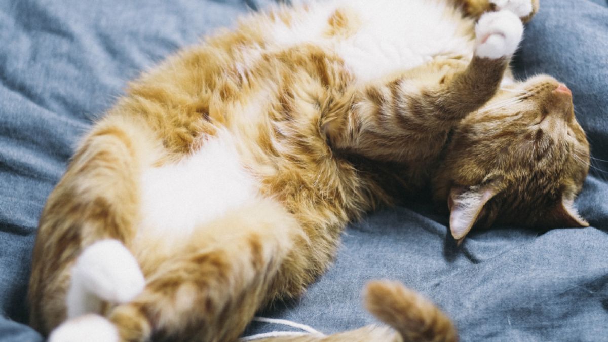 how do cats make decisions