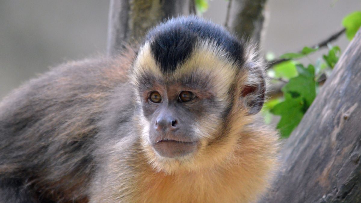 how do capuchin monkeys mate