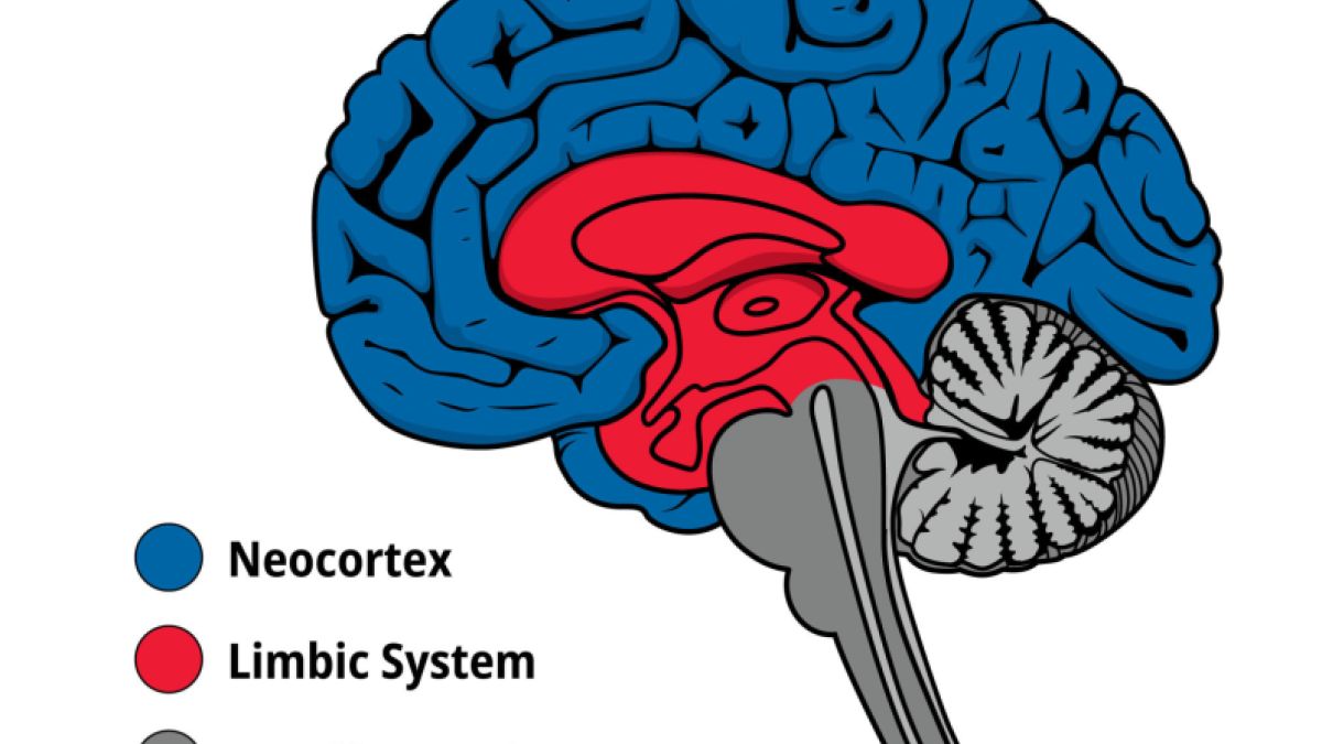 neocortex and limbic system