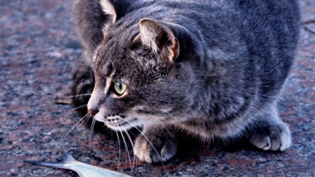 cat eating fish