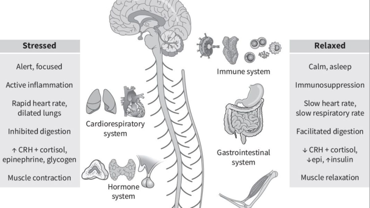response nervous system function