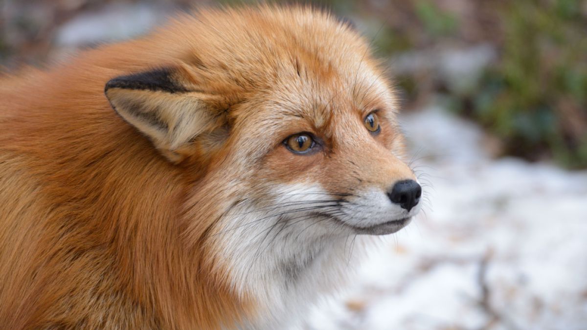 pet red fox